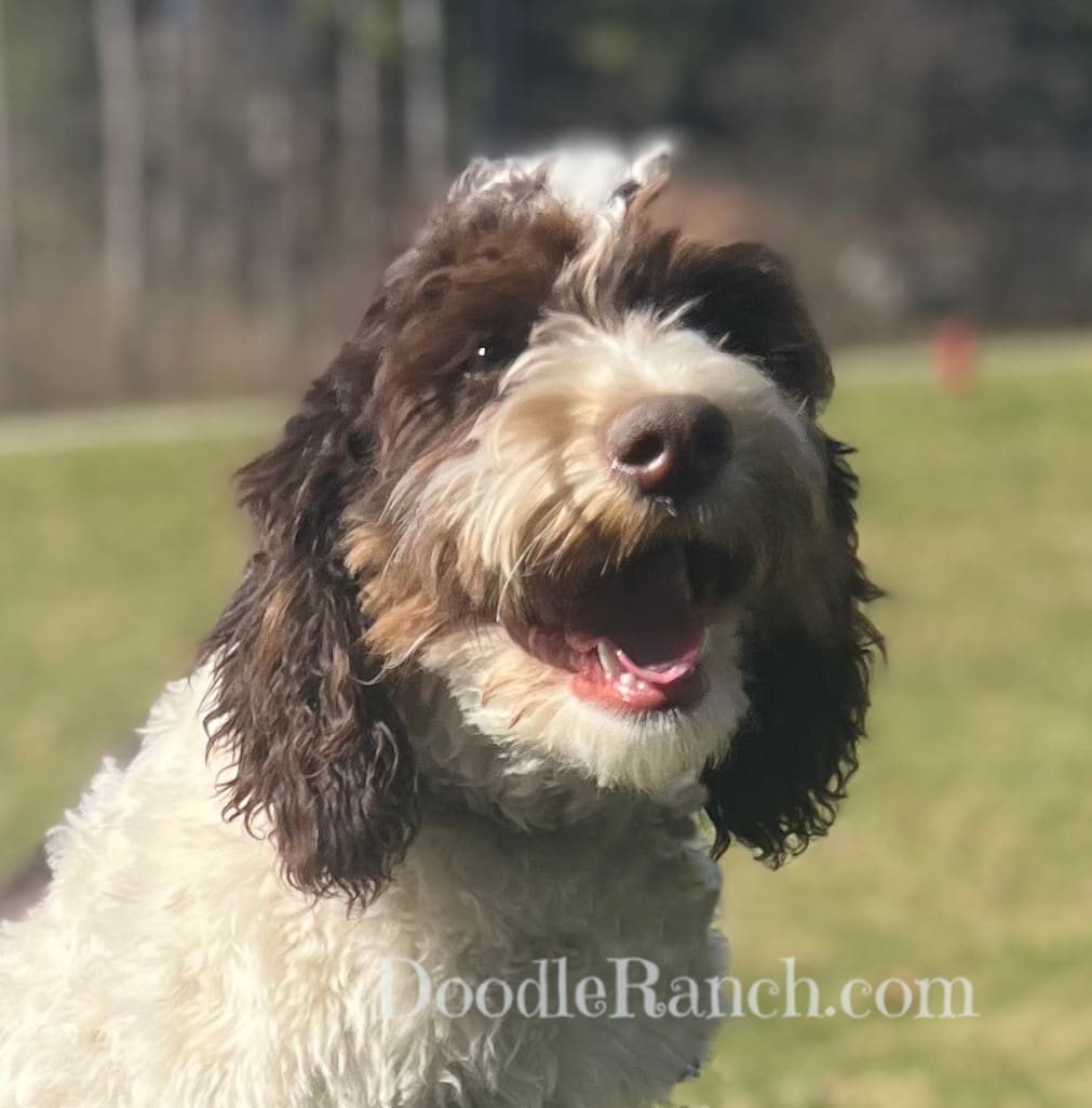 Available Family Raised Labradoodle Puppies - Doodle Ranch
