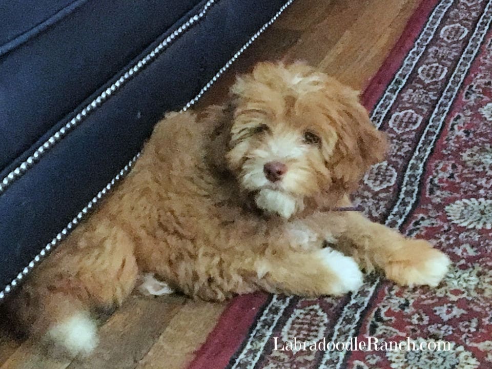 Goldendoodles & Labradoodles - Doodle Ranch